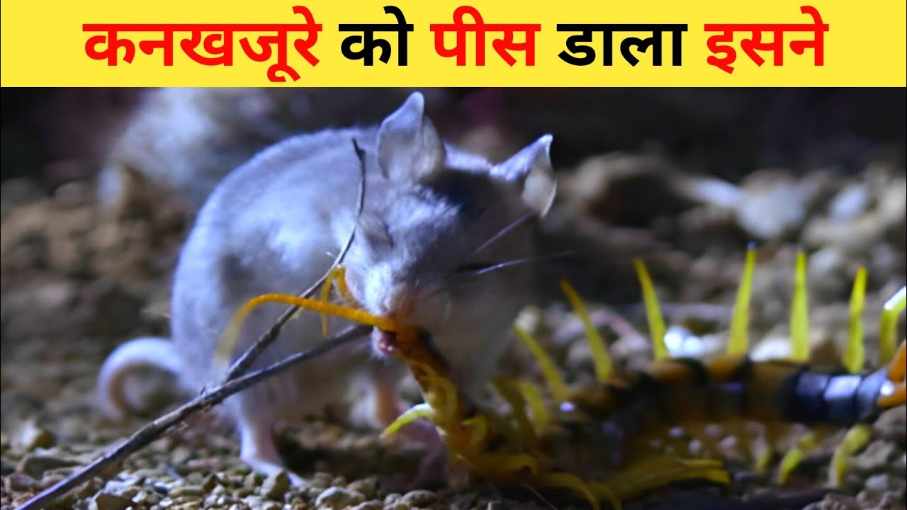 जंगली चूहे इतने खतरनाक क्यों होते है | Why Grasshopper Rats Attack Is ...