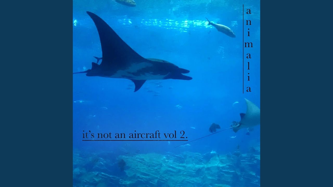 Knifetooth Dogfish - YouTube