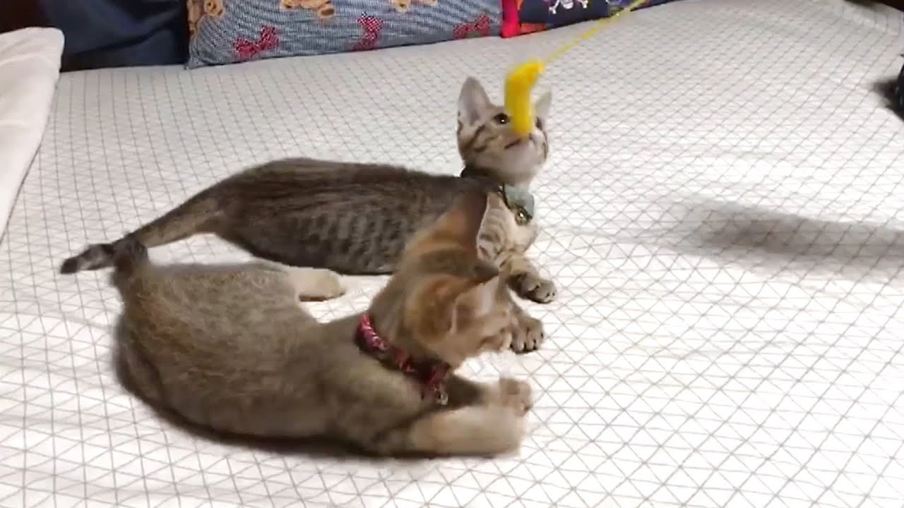 Adorable kittens having fun with toy - YouTube