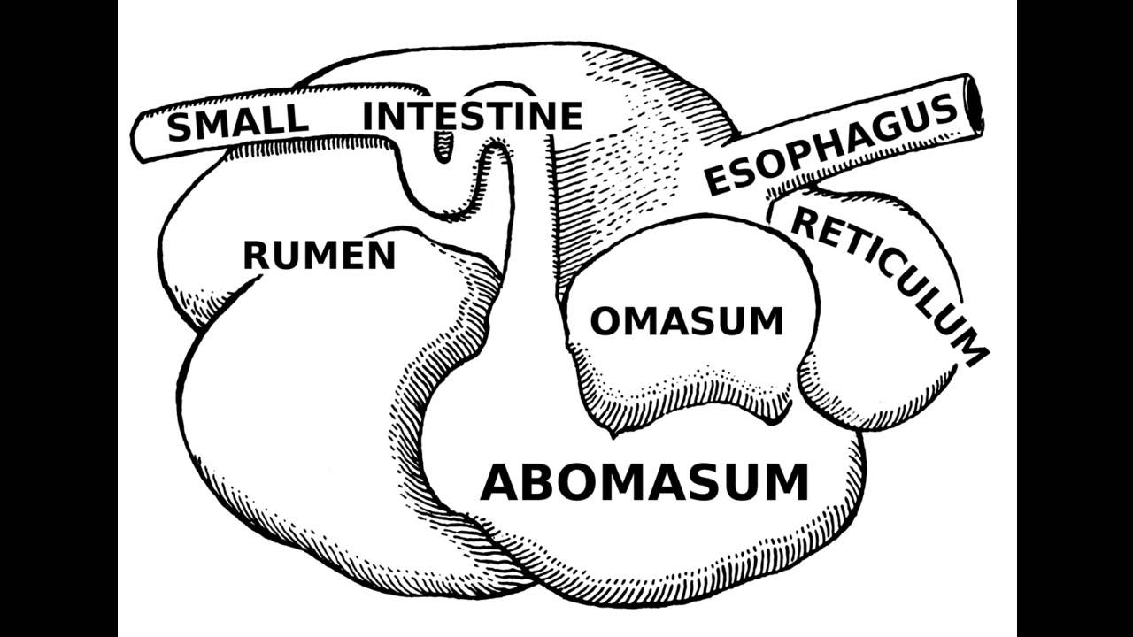 Fases Digestivas en Ovinos - YouTube