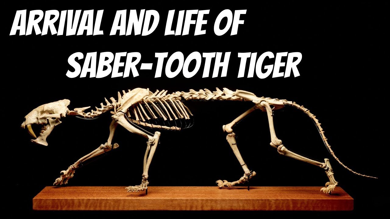 Arrival And Life Of The Sabertooth Tiger - YouTube
