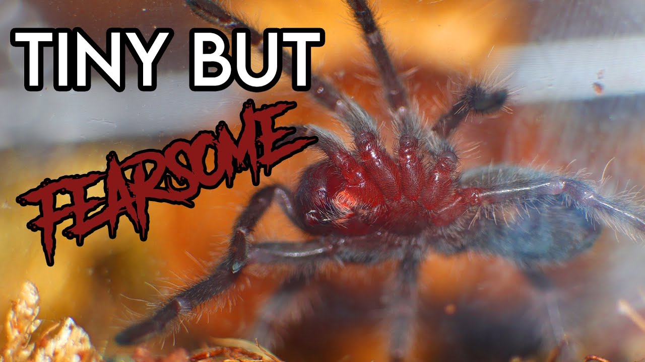 AWESOME new TARANTULA & Devil's Flower Mantis needs a new home ...