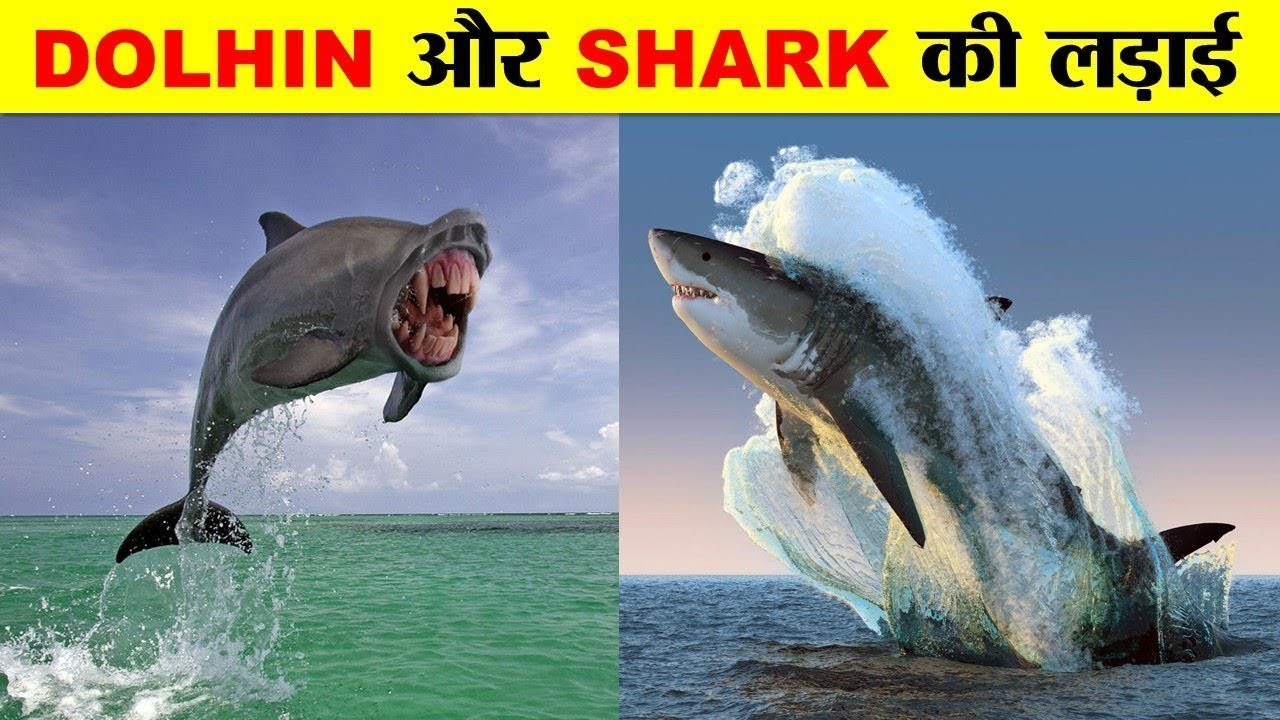 SHARK VS DOLPHIN।। आखिर सार्क डॉल्फिन से क्यों डरती है।। Amalgam of ...