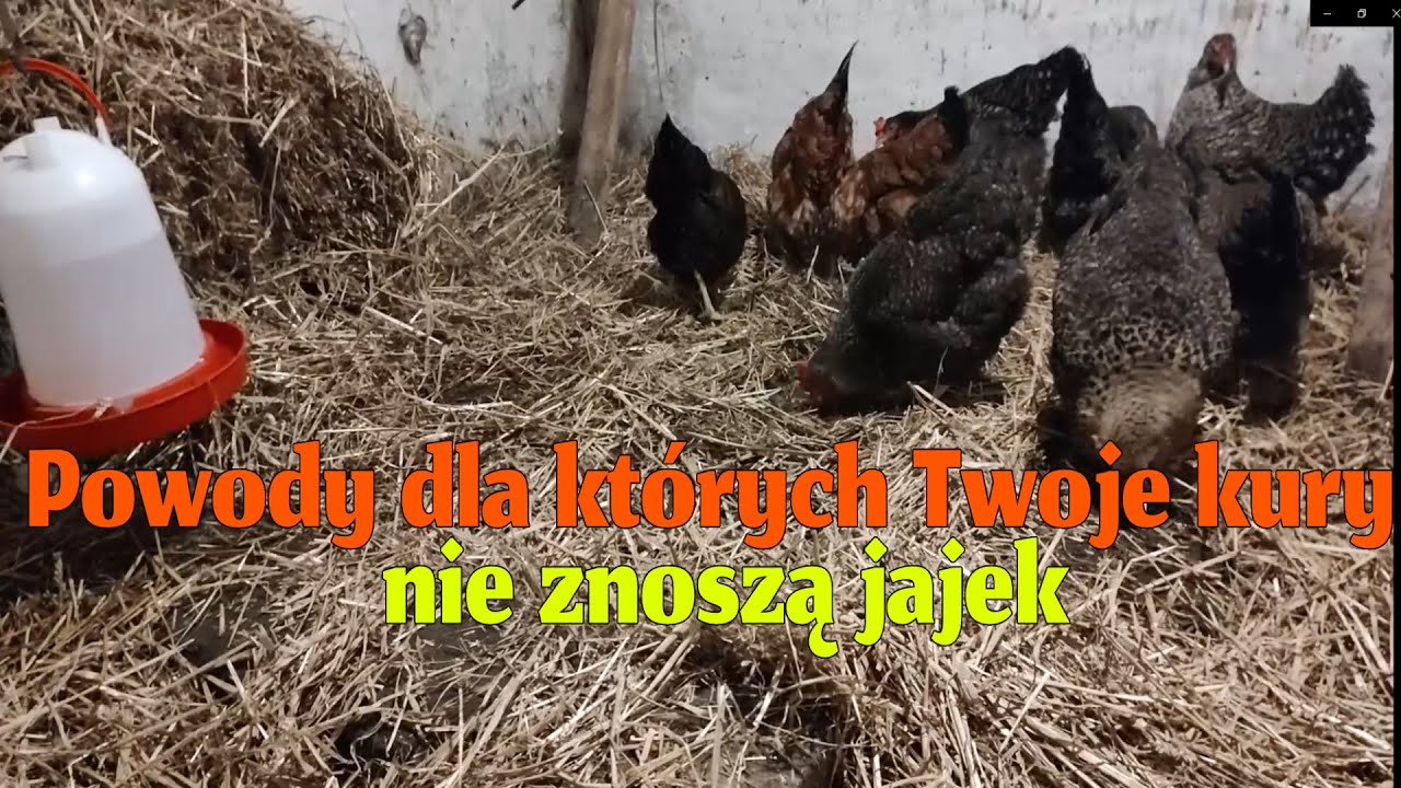 Dlaczego kury nie znoszą jajek?! Zobacz jak zwiększyć ich ilość😯 ...