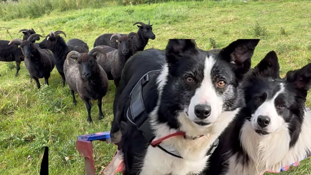 Two dogs herding sheep / fly and worm treatment for sheep - YouTube