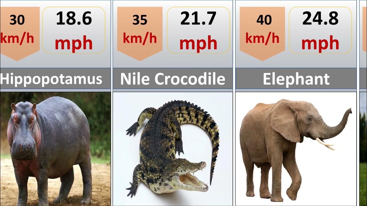 Most fastest Animal on land || Animal Race || Animal Speed Comparison ...