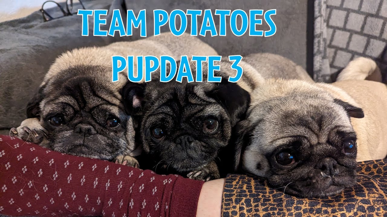 Team Potatoes Update - Spuds Cancer - YouTube