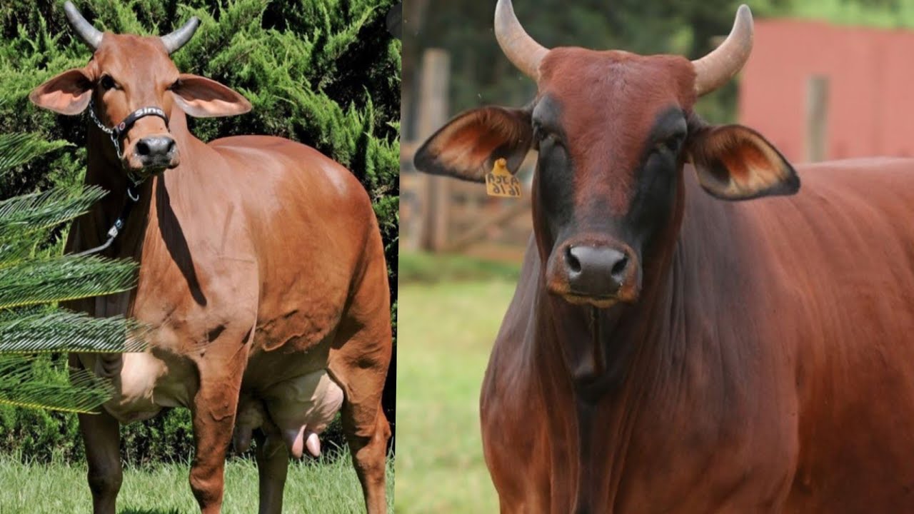 Red Sindhi Cattle