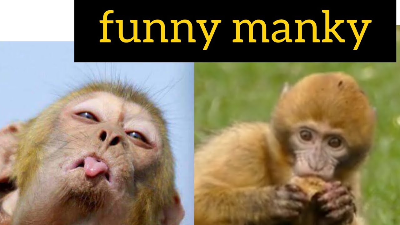 Amazing manky games. Fhunny manky videos animals - YouTube