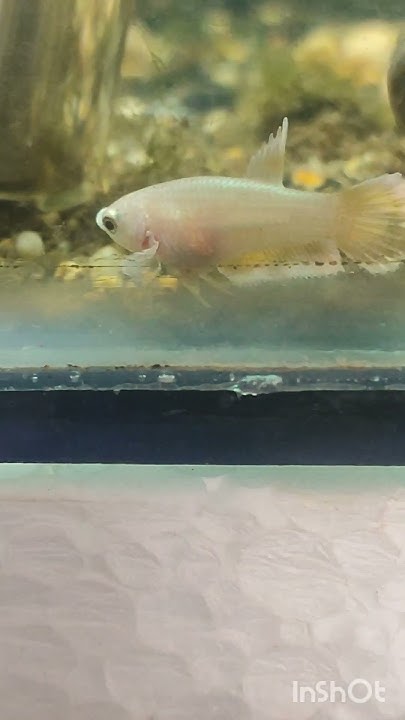 selección línea Dumbo AMARILLO DEL PEZ BETTA - YouTube