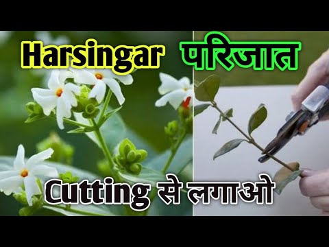 Harsingar Parijaat Plant | How to grow Harsingar from cutting - YouTube