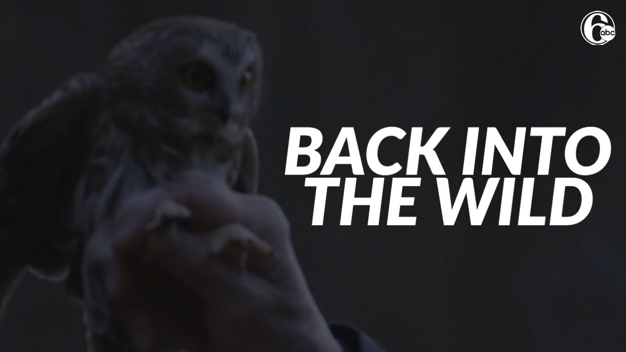 Watch Rockefeller Center Christmas Tree owl's big release back to the ...