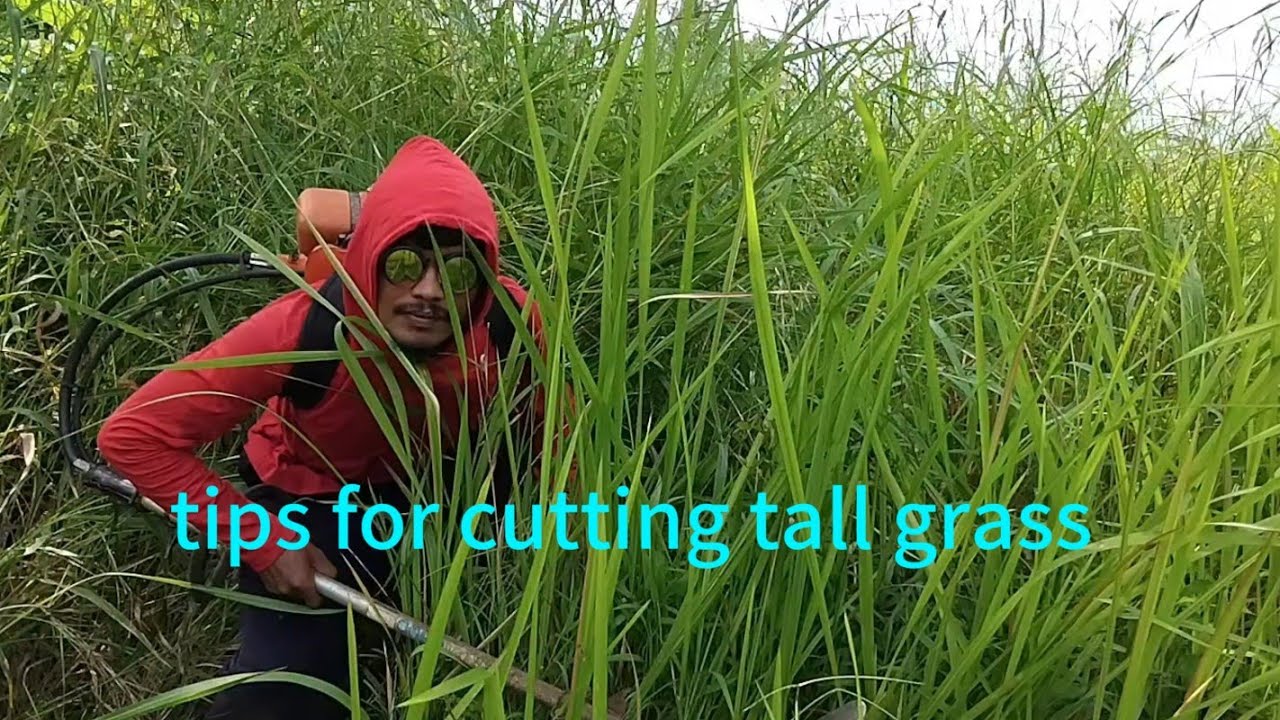 Surprisingly this place is full of grass even though it used to be very ...