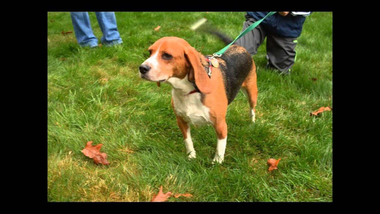 Saint Dominic Parish Blessing of Animals - YouTube