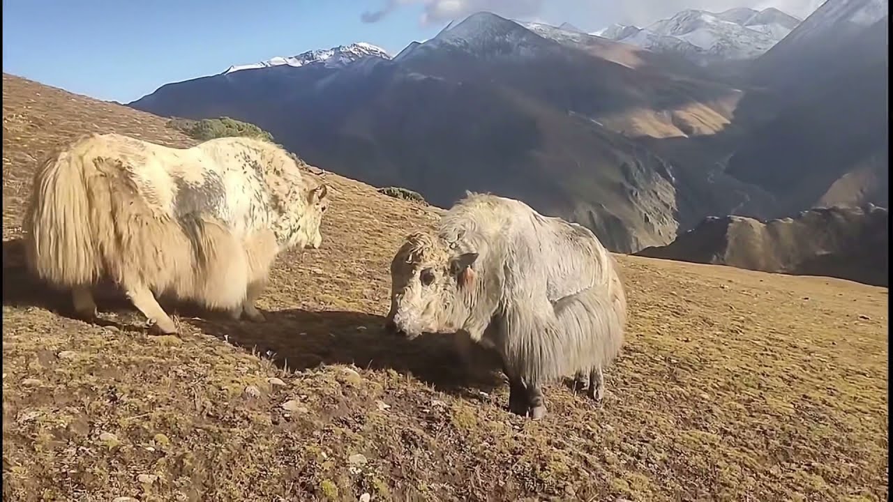 These Yaks are fighting in middle of a big River - YouTube