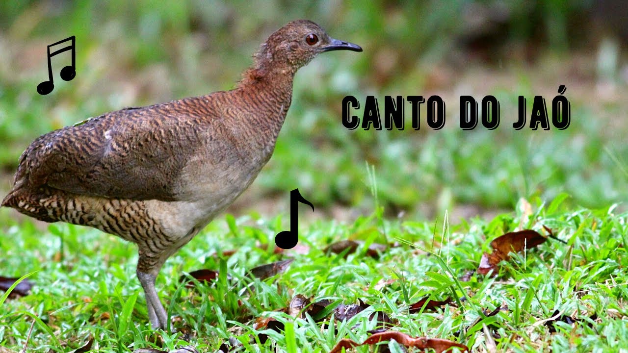 Canto do Jaó | Undulated Tinamou Singing | Crypturellus Undulatus - YouTube