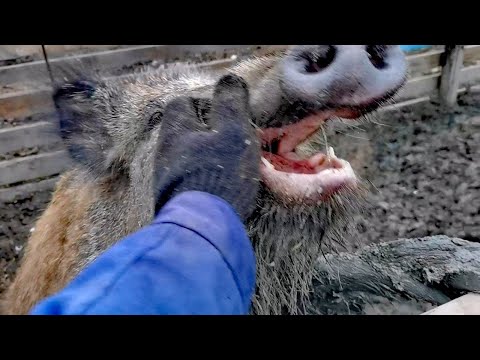 ДИКИЙ КАБАН НАПАЛ СО СПИНЫ.  🐗Секач Фунтик совершил первое нападение.