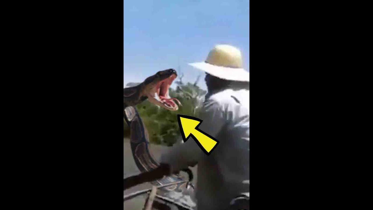 What Is This Massive Python Doing? - YouTube