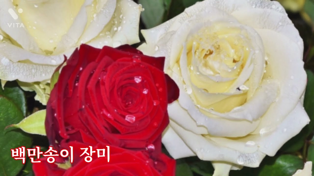 백만송이 장미 / 심수봉 A million roses / deep water rods - YouTube