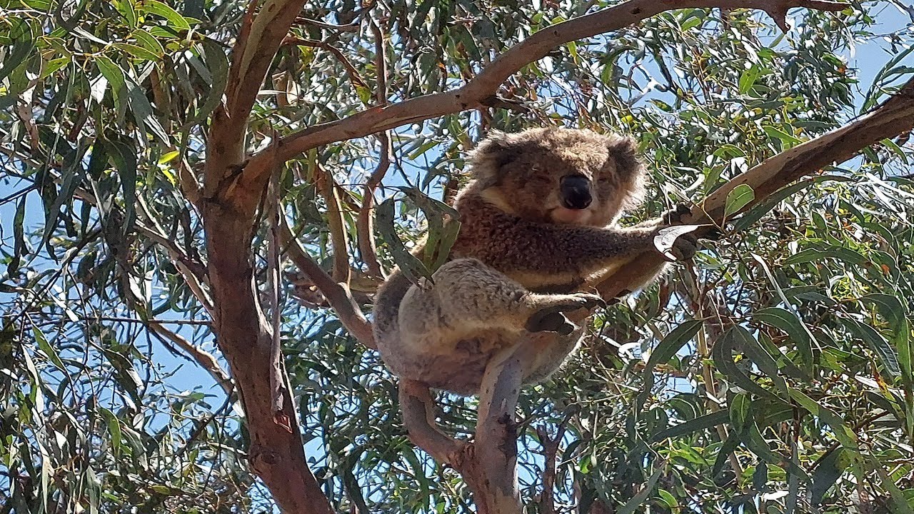 Weird things that will surprise you in Australia 🇦🇺 🤪 - YouTube