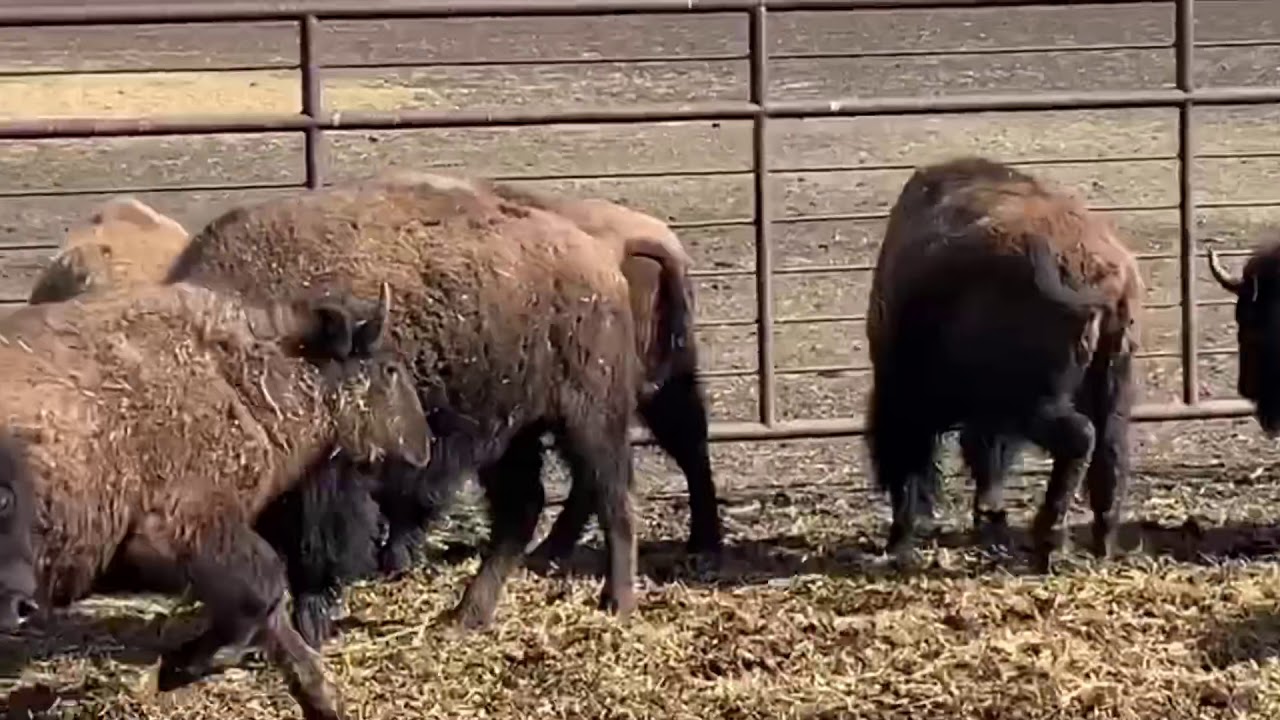 Big Valley Yearling Heifers - YouTube