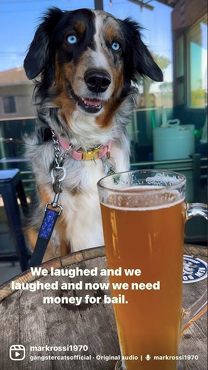 Dam Brooke got a DUI #puppy #dogphotos #aussie #dog #beer - YouTube