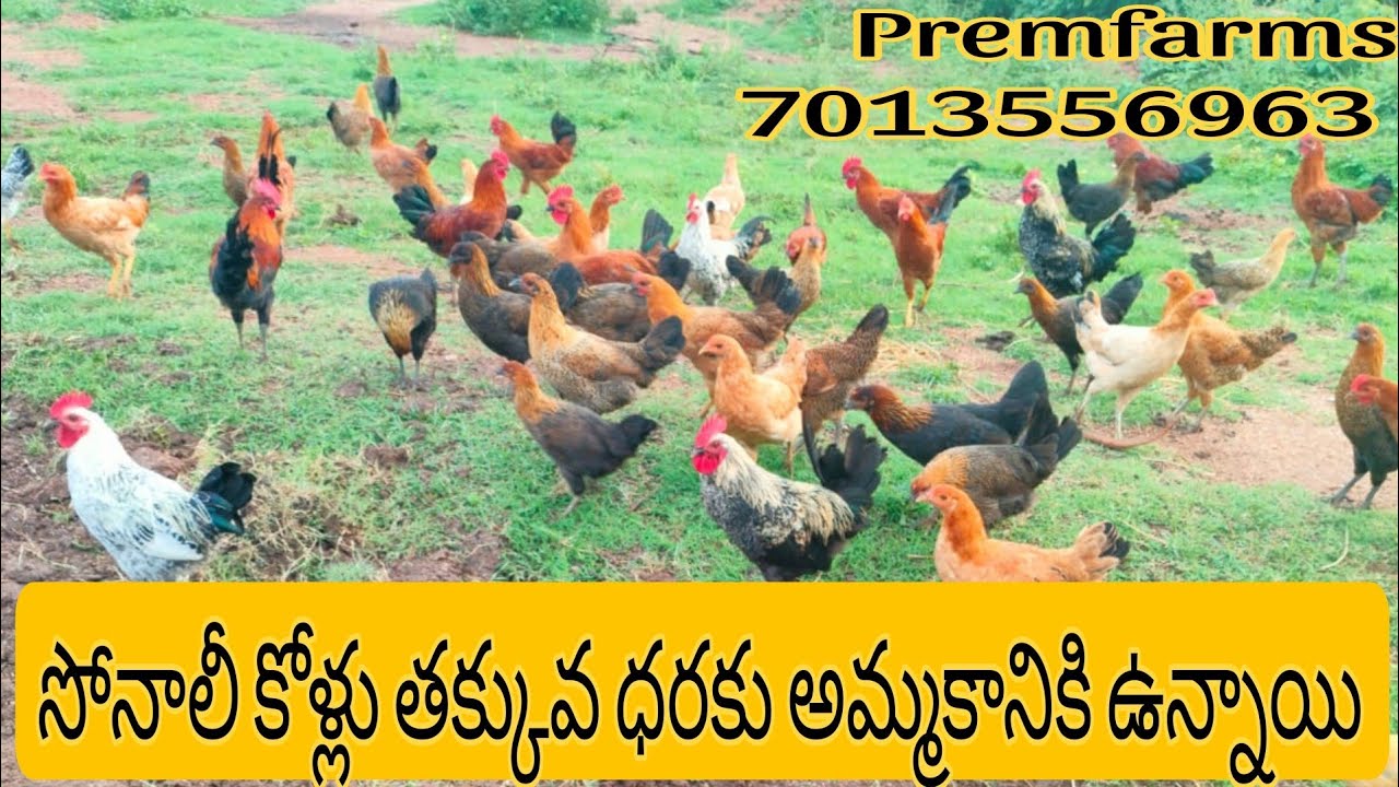 sonali birds/sonali chicken /sonali hens /sonali breed chicks& birds ...