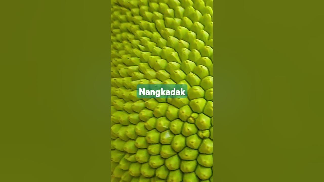 Buah nangkadak #nangkadak #youtubeshorts #youtubepemula - YouTube