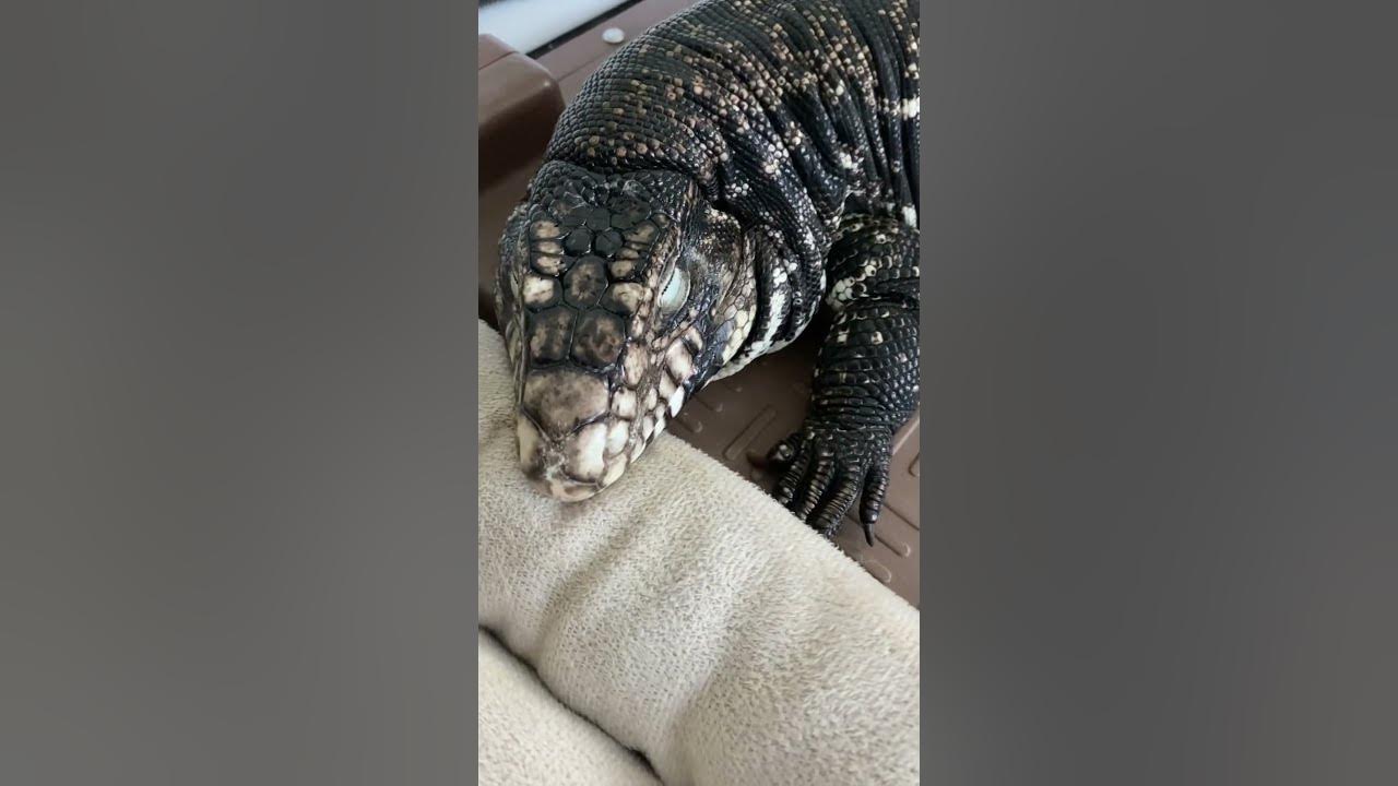 Spoiled Tegu sleeping on her heat pad - YouTube