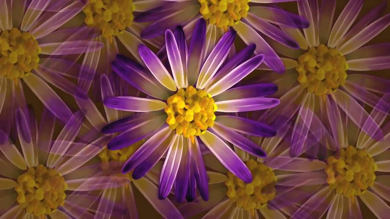 Premium HD Video Background HD0314 , Presentations, Clips For ...