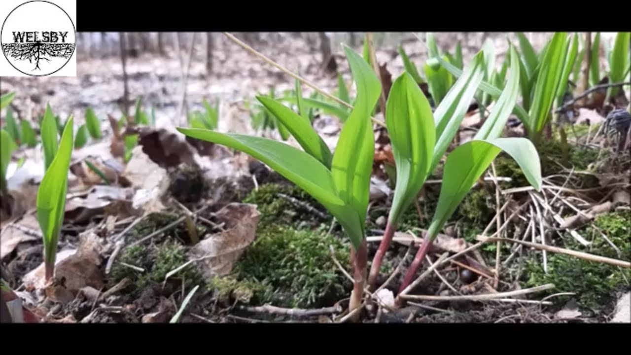 Identifying and Harvesting Ramps / Leeks Responsibly - YouTube