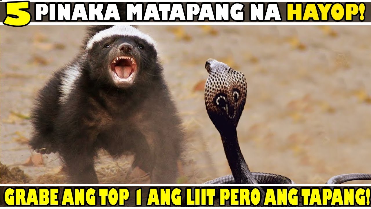 5 Pinaka Matapang na Hayop sa Mundo! | Grabe ang Top 1 Ang Liit pero ...