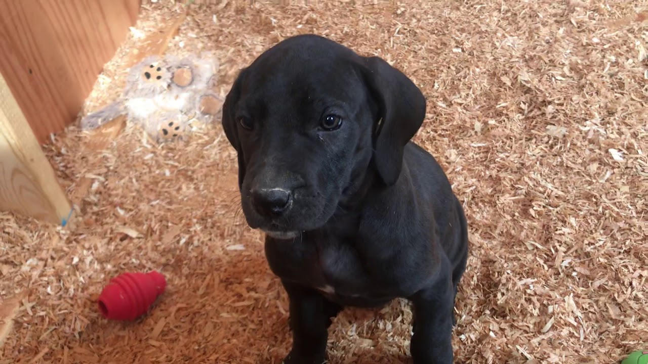 Noel - beautiful black Great Weimar pup! - YouTube