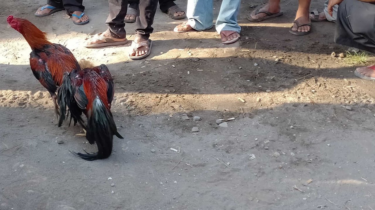 georgian plucker or ga plucker | pelihara ayam plucker & ayam pakhoy di ...