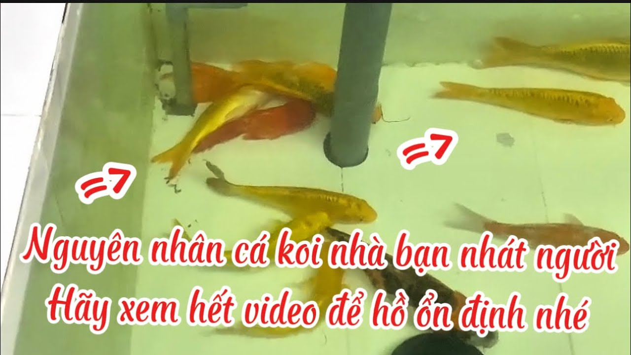 Nguyên Nhân Cá Koi Nhát Người Nằm Đáy Dành Cho Người Mới Chơi - Kết Quả ...