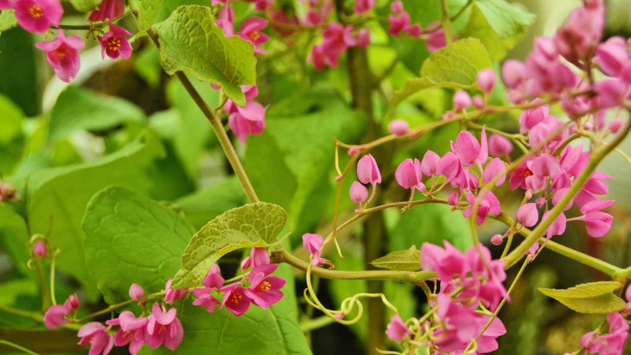 Jamaican Rice and Peas Bush Tea Recipe - YouTube