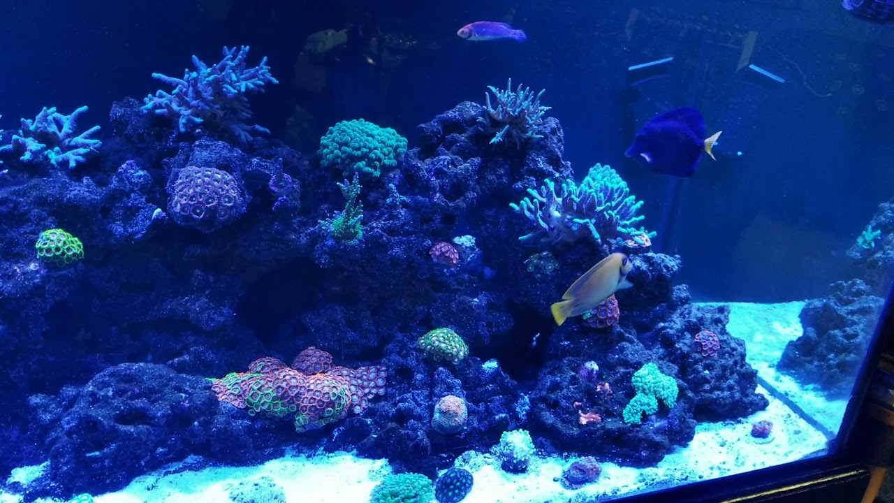 Keeping My Saltwater Fish Healthy. - YouTube