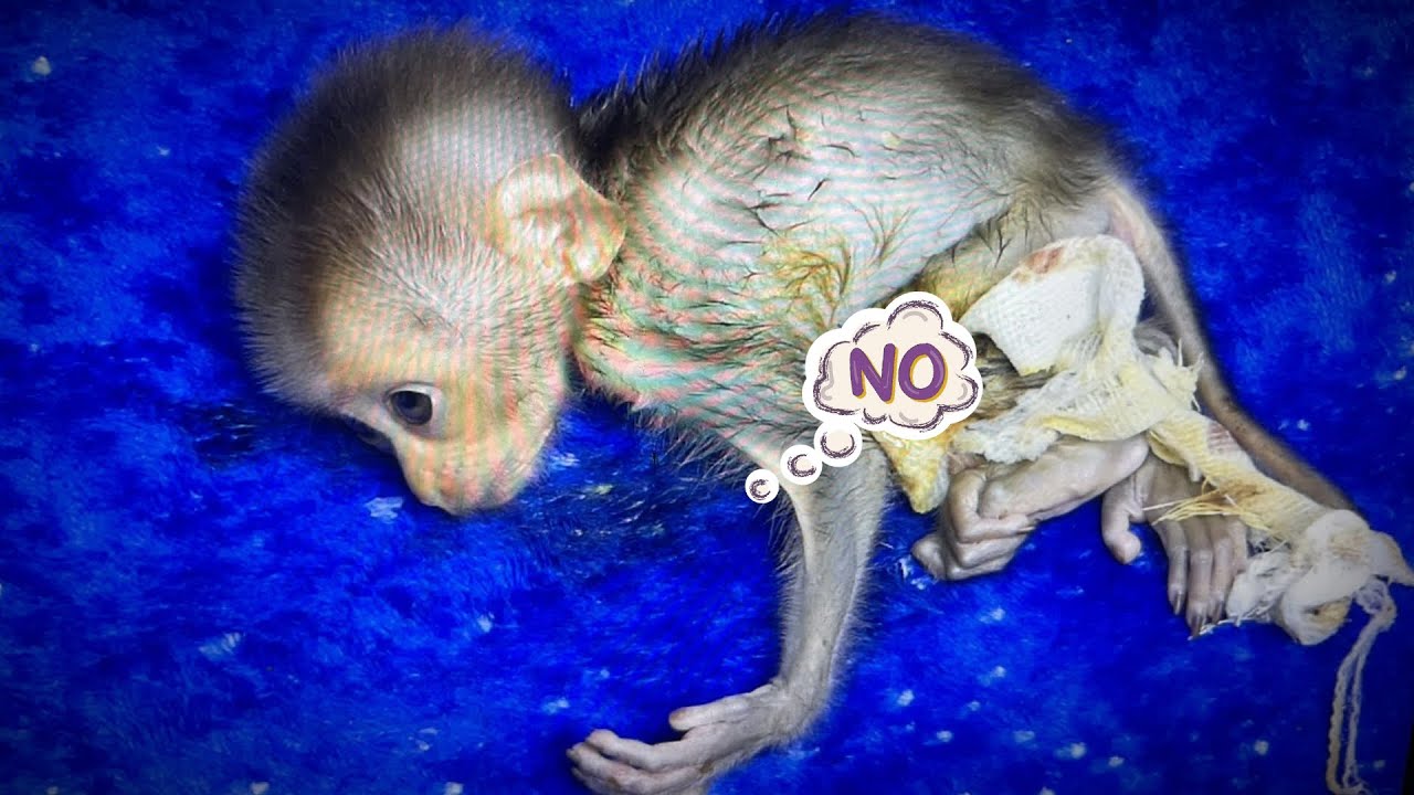SHOCKING: New Abandoned Monkey Can't Walk Like Others Since Young! Find ...