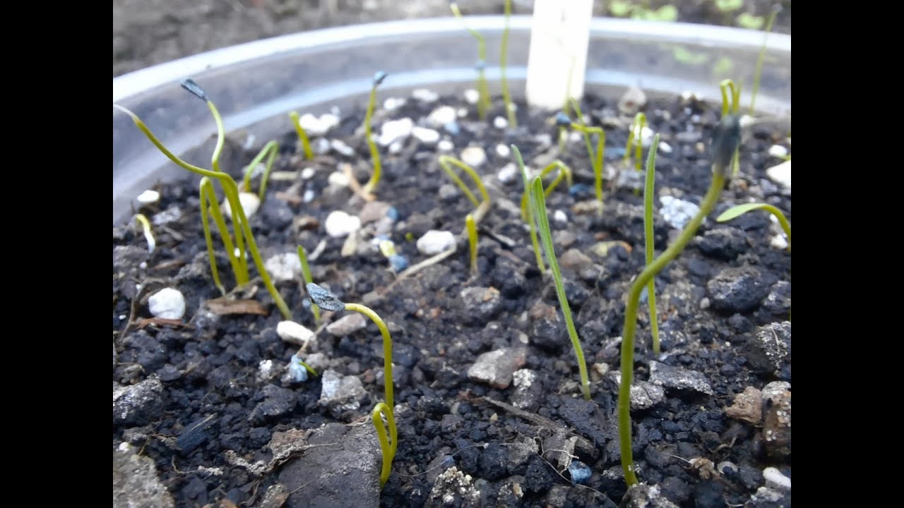 cultivo del ciboulette 🌱 - YouTube