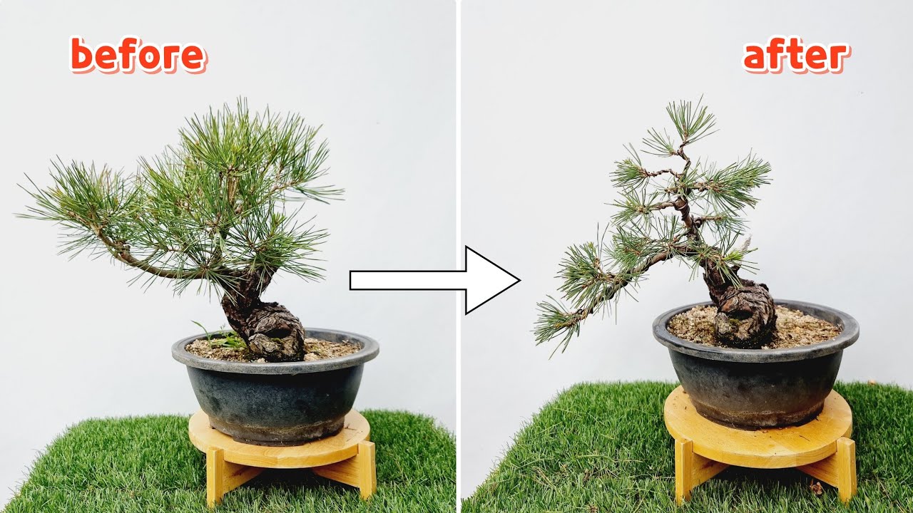 적송 소나무 분재만들기(개작) Making pine bonsai- 새싹분재원TV Sprout Bonsai TV - YouTube