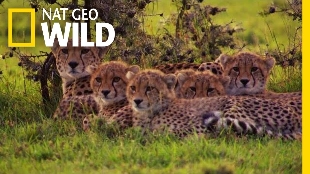 A Cheetah Mother Works Hard For Her Family | Nat Geo Wild - YouTube