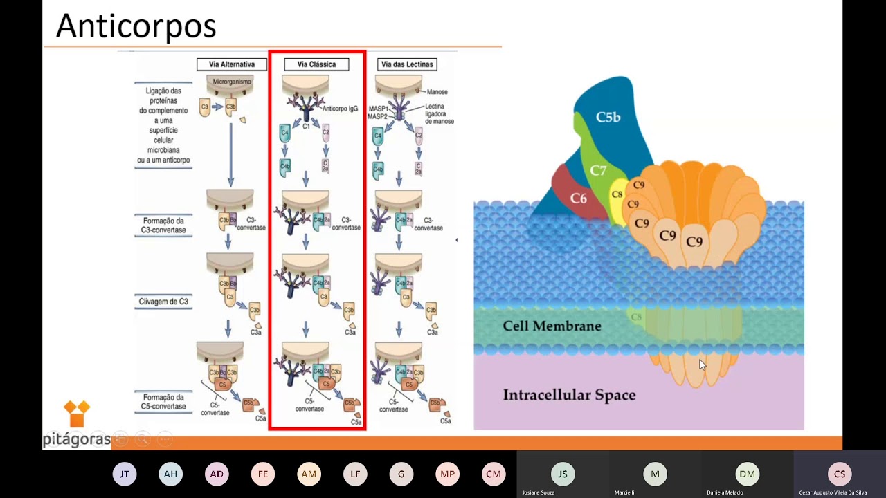 Hematologia - Aula 12: Medicina Transfusional - YouTube
