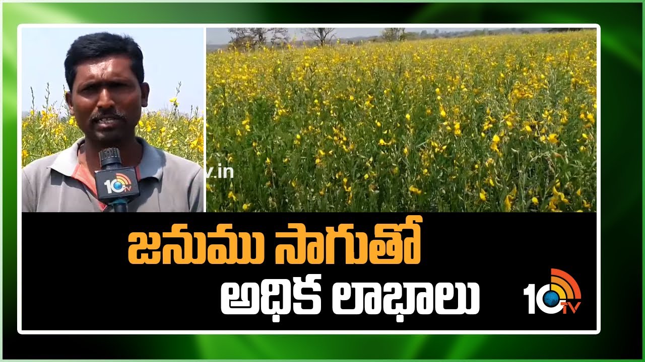 Janumu : జనుము సాగుతో అధిక లాభాలు | Yielding Good Profits By Jute ...