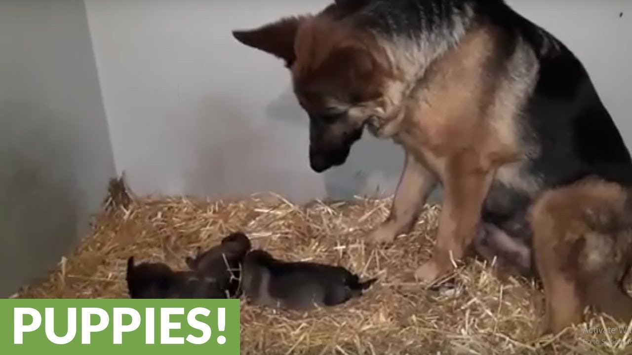 German Shepherd mom fascinated by her puppies - YouTube