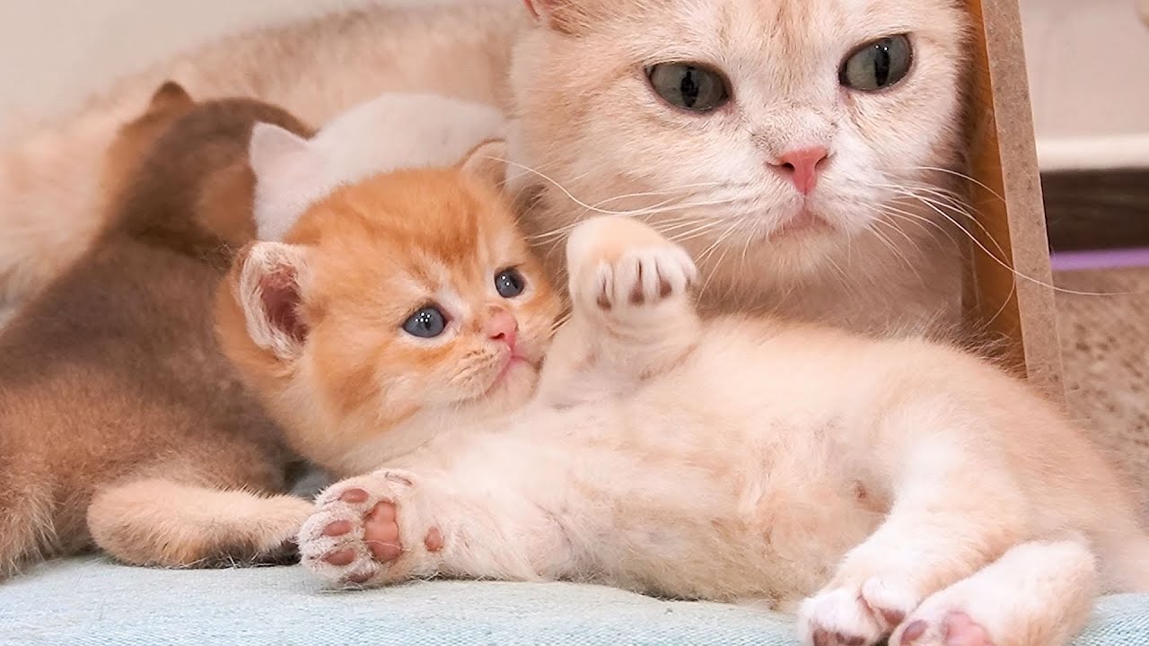 Kittens grow up very quickly and are cute with boundless love from ...