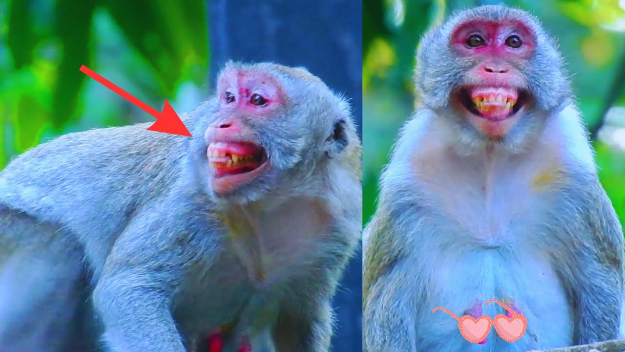 OMG! King monkey Lucky and monkey Mark b-ite monkey Jane😱 - YouTube