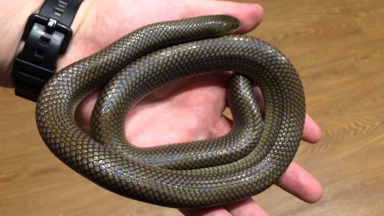 Clelia rustica - YouTube