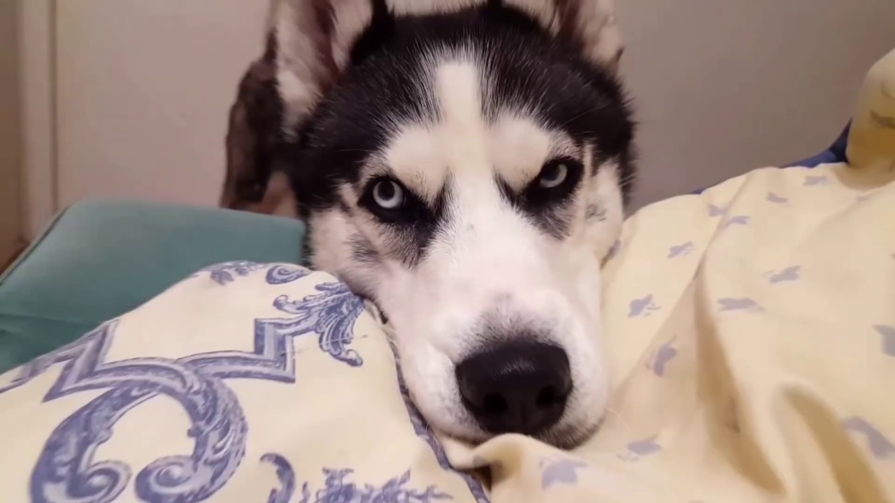 Max dice que está muy enfadado || Max The Husky, el perro que habla ...