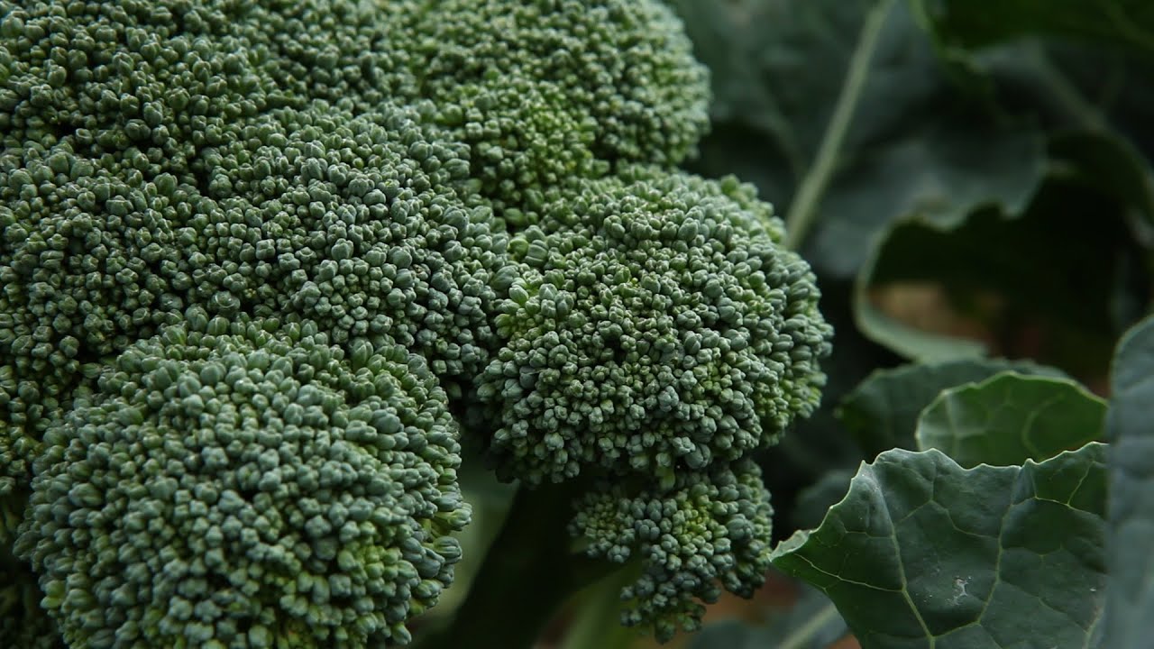 Cómo reproducir las semillas de coliflor y brócoli - YouTube