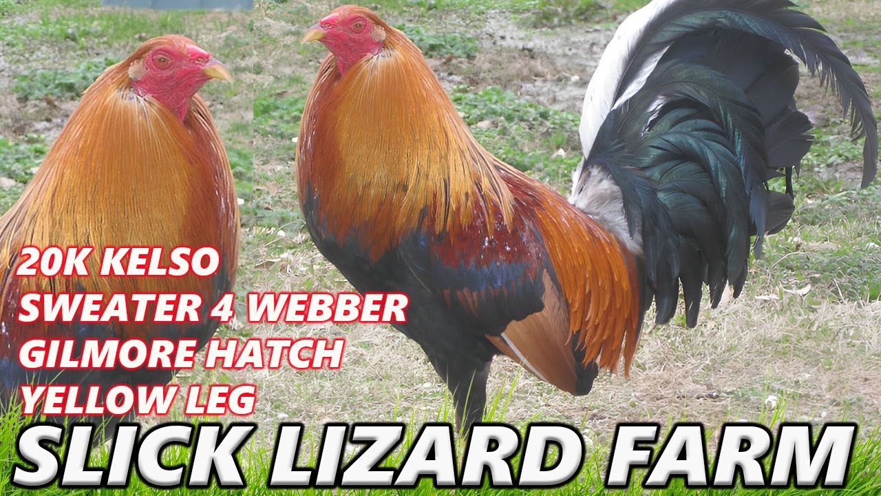 ALABAMA !! Yellow Leg 20k Kelso Sweater Hatch SLICK LIZARD FARM ...